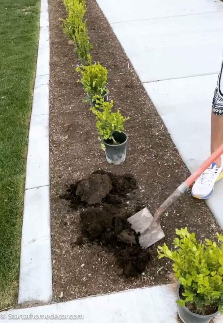 How to Use Boxwood Landscaping to Design Like a Pro - Brooke Nicole Larsen
