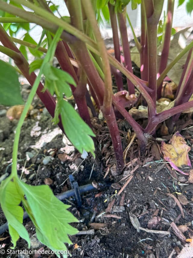 DIY Drip Irrigation: The Game-Changing Hack for Every Garden - Brooke ...
