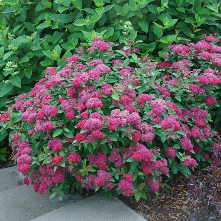 15+ Low-Maintenance Bushes for the Front of Your House - Start at Home ...