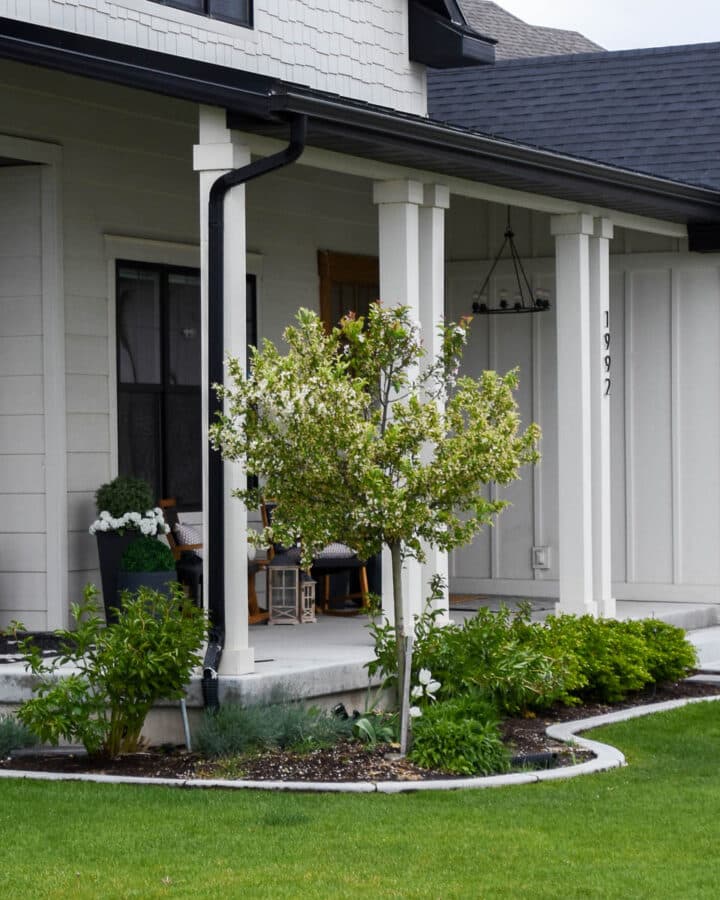 10 Beautiful Lollipop Trees to Sweeten Your Garden - Brooke Nicole Larsen