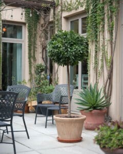 10 Beautiful Lollipop Trees to Sweeten Your Garden - Brooke Nicole Larsen