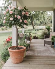 10 Beautiful Lollipop Trees to Sweeten Your Garden - Brooke Nicole Larsen