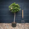 10 Beautiful Lollipop Trees to Sweeten Your Garden - Brooke Nicole Larsen
