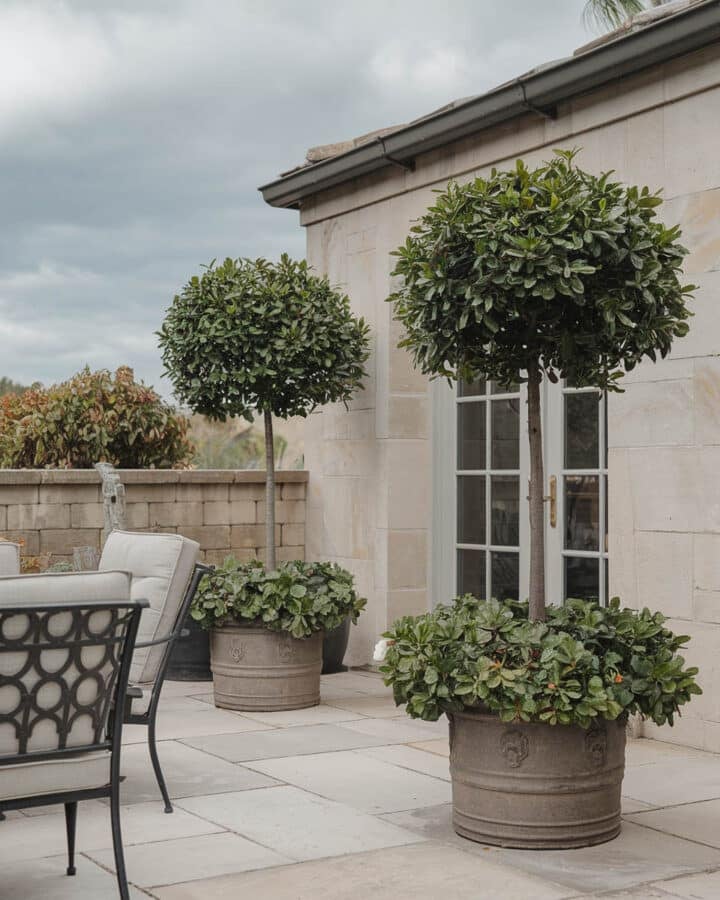 10 Beautiful Lollipop Trees to Sweeten Your Garden - Brooke Nicole Larsen