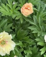 Caring for Peonies: Varieties, Cut Flower Tips, and More - Brooke ...