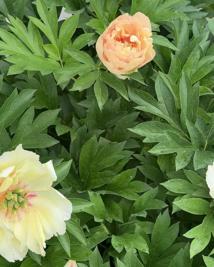 Caring for Peonies: Varieties, Cut Flower Tips, and More - Brooke ...