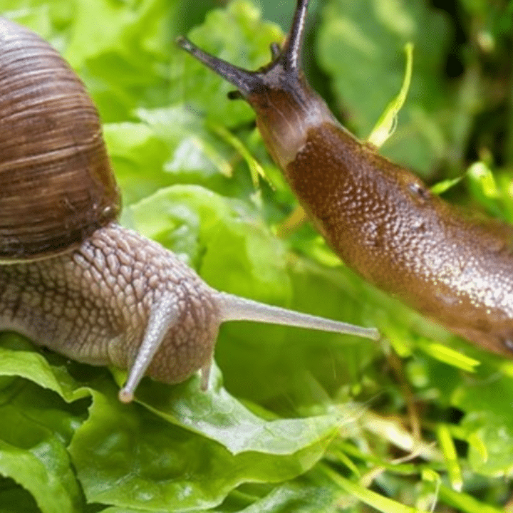Garden Pests 101: Common Insects And How to Get Rid of Them - Brooke ...