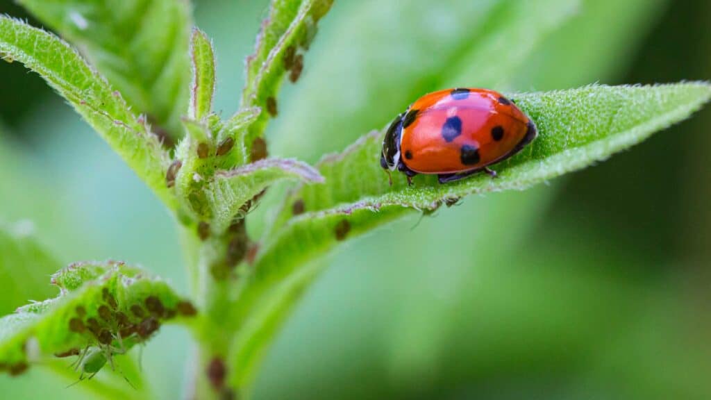 Garden Pests 101: Common Insects And How to Get Rid of Them - Brooke ...